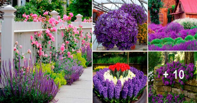 Hermosos jardines con plantas moradas - Dale Detalles